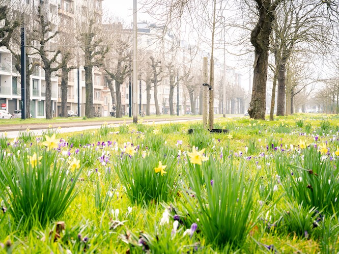 Georges-Louis ‘Mr. 30%’ Bouchez krijgt een tik, Waalse kiezer verkiest ...