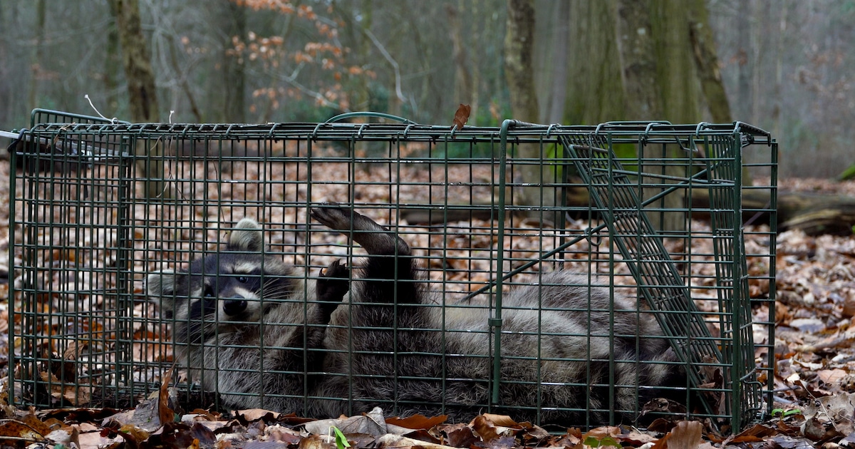Wasbeer gevangen in Zoersels bos, en dat is goed nieuws voor de natuur ...