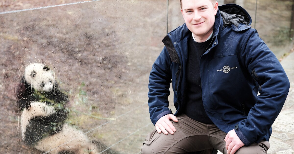 Drie jongste panda’s van Pairi Daiza verhuizen naar China: “We geven ...