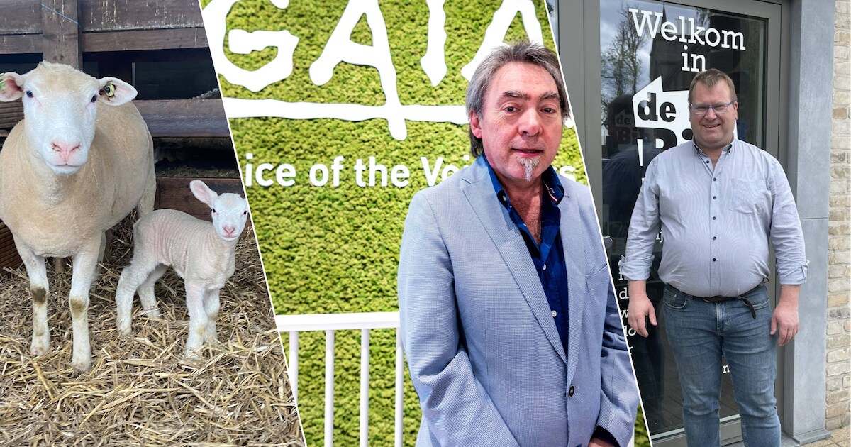 GAIA wil dat schapenkoers in Bekegem geannuleerd wordt: “Maar we hebben ...