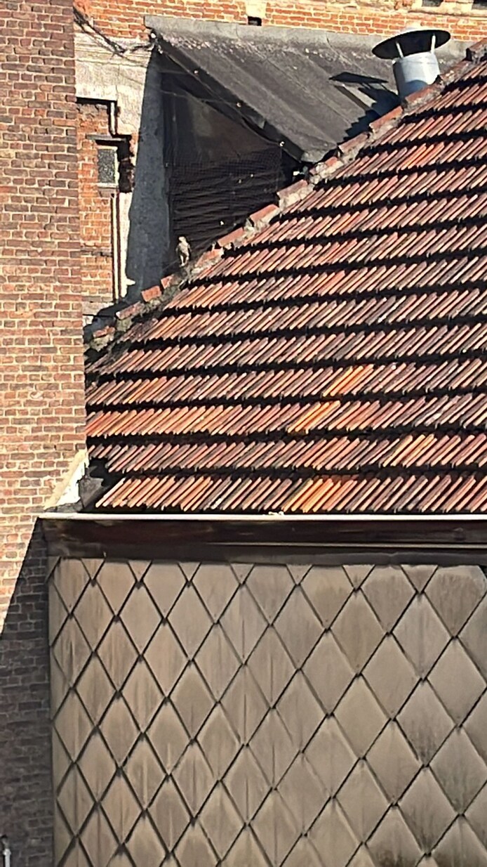 Natuurpunter bevrijdt roofvogel van dak De Met: “Keitof om te doen ...