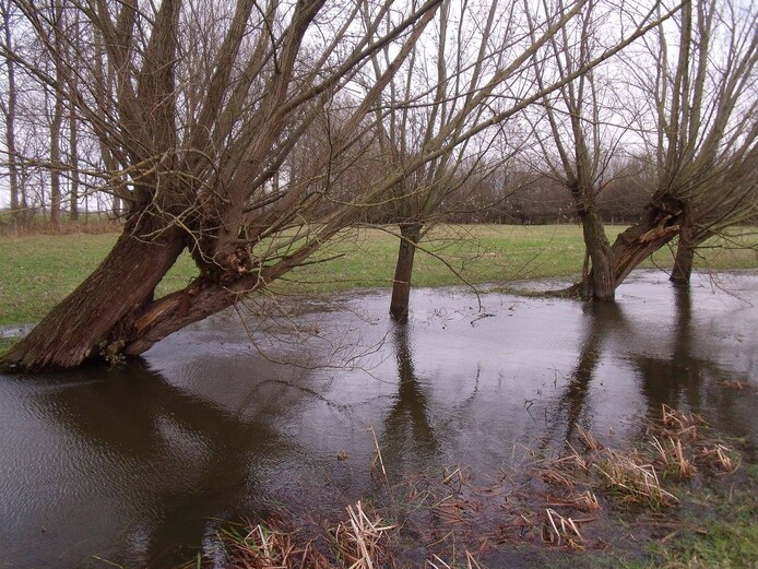 Winterwandeling in Turfmeersen | Moerbeke-Waas | hln.be