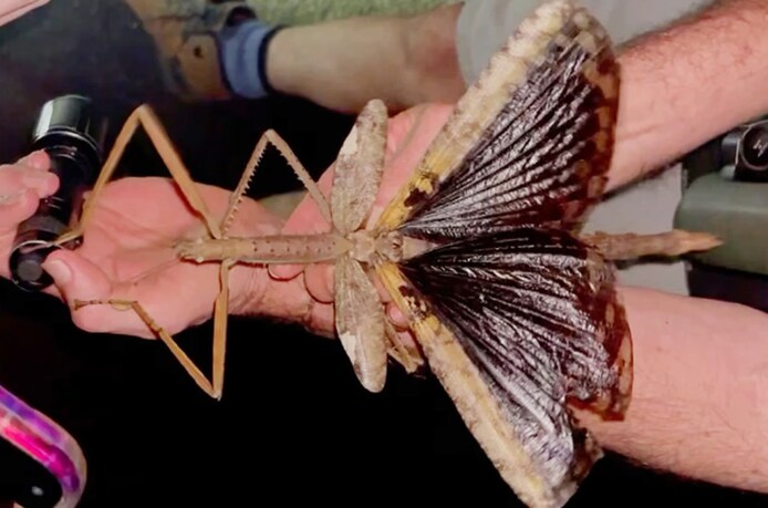 KIJK. Nieuwe soort wandelende tak is mogelijk het zwaarste insect dat ...