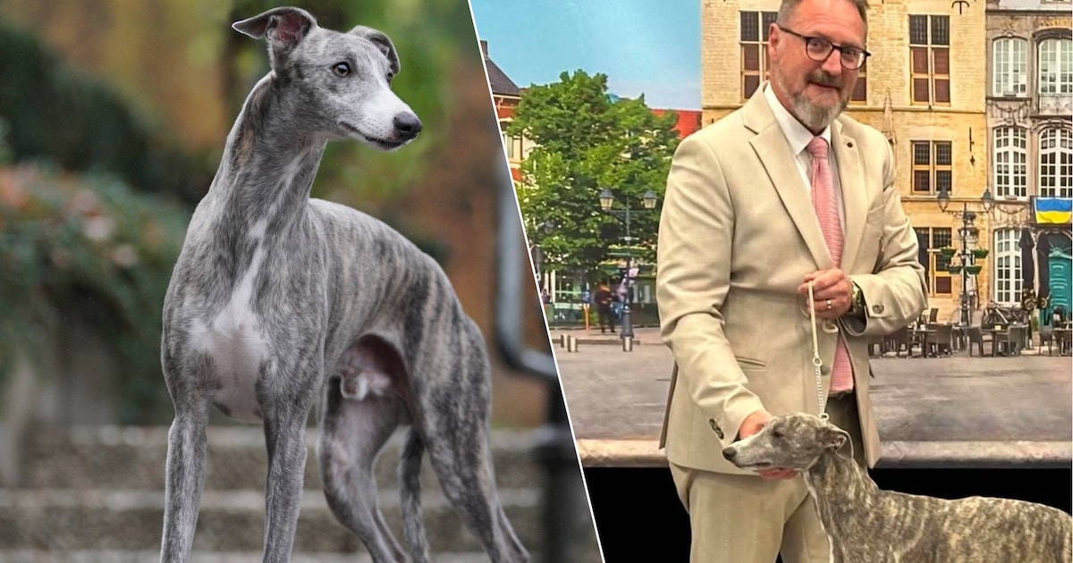 De beste hond van België is hij al, nu mag Inti het in Italië opnemen ...