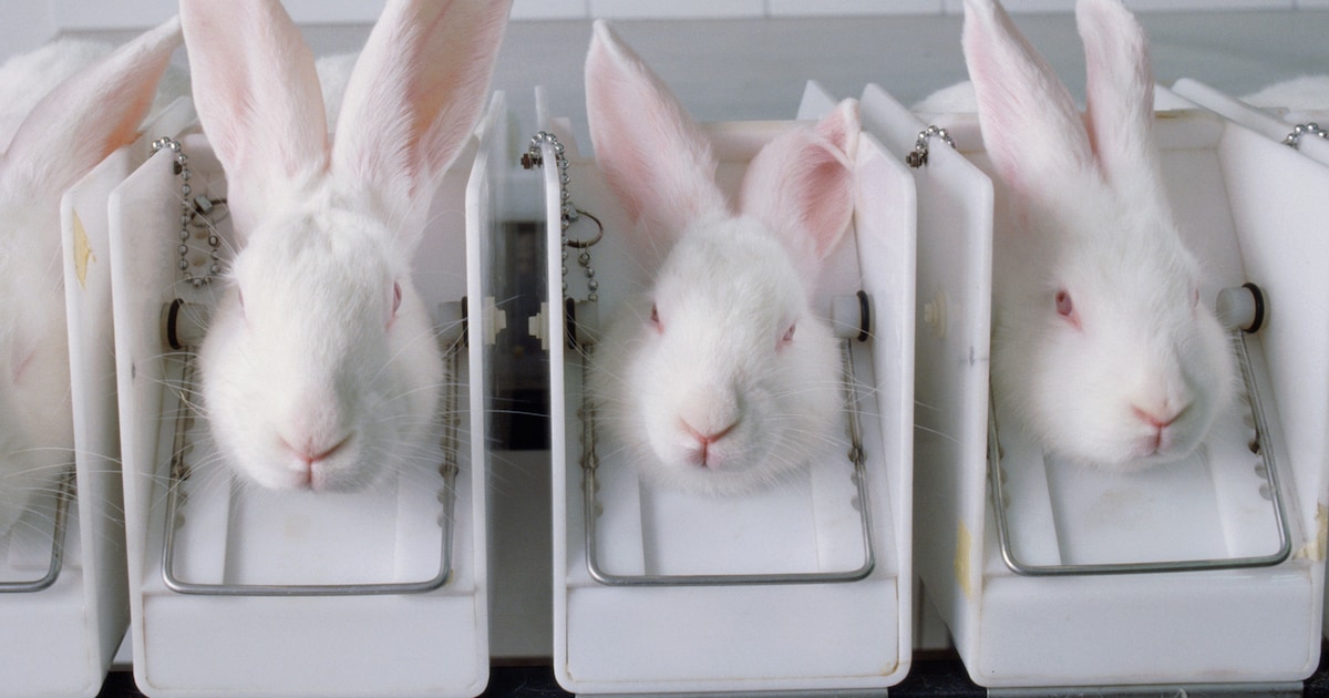 Canada verbiedt dierproeven voor cosmeticaproducten | Buitenland | HLN.be