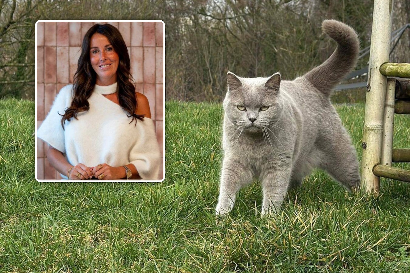 Beloning tot 1.000 euro voor vermiste kat Babilou, maar niet iedereen ...