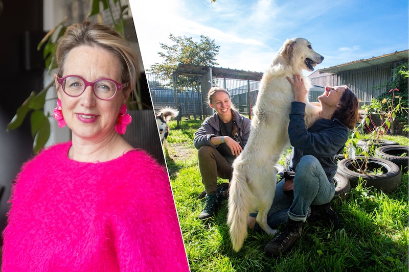 Drie bouwteams in de running voor nieuw dierenasiel in Genk-Noord ...