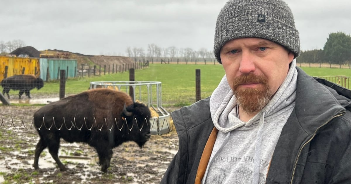 Bizon­fokker Bert verliest Belle Star, de ‘chef’ van zijn kudde ...