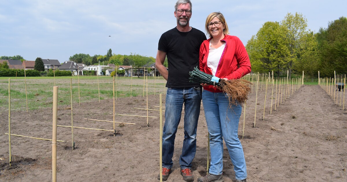 Sara en Olivier starten wijngaard aan Walderdonk: “Hopen binnen drie ...