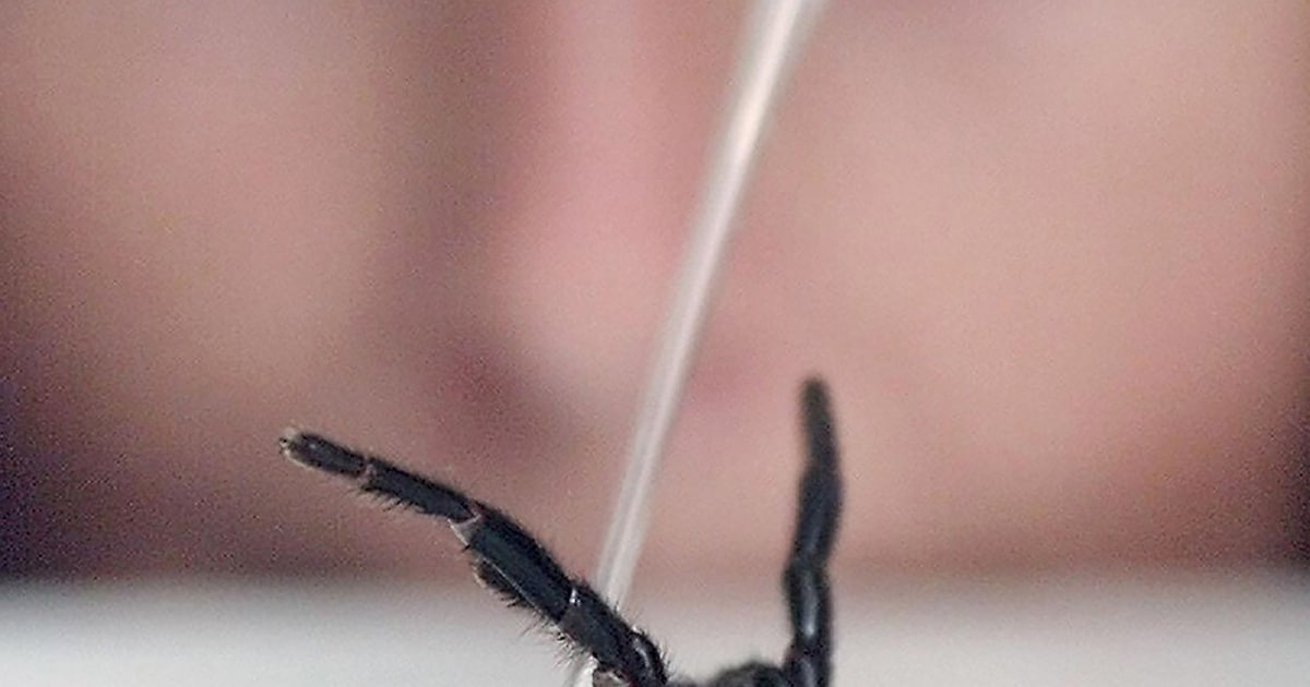 Grootste dosis tegengif ooit redt jongen van spinnenbeet | Bizar | hln.be