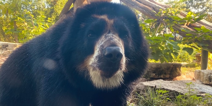 Rebelse brilbeer Ben ontsnapt opnieuw uit Amerikaanse zoo | Buitenland ...