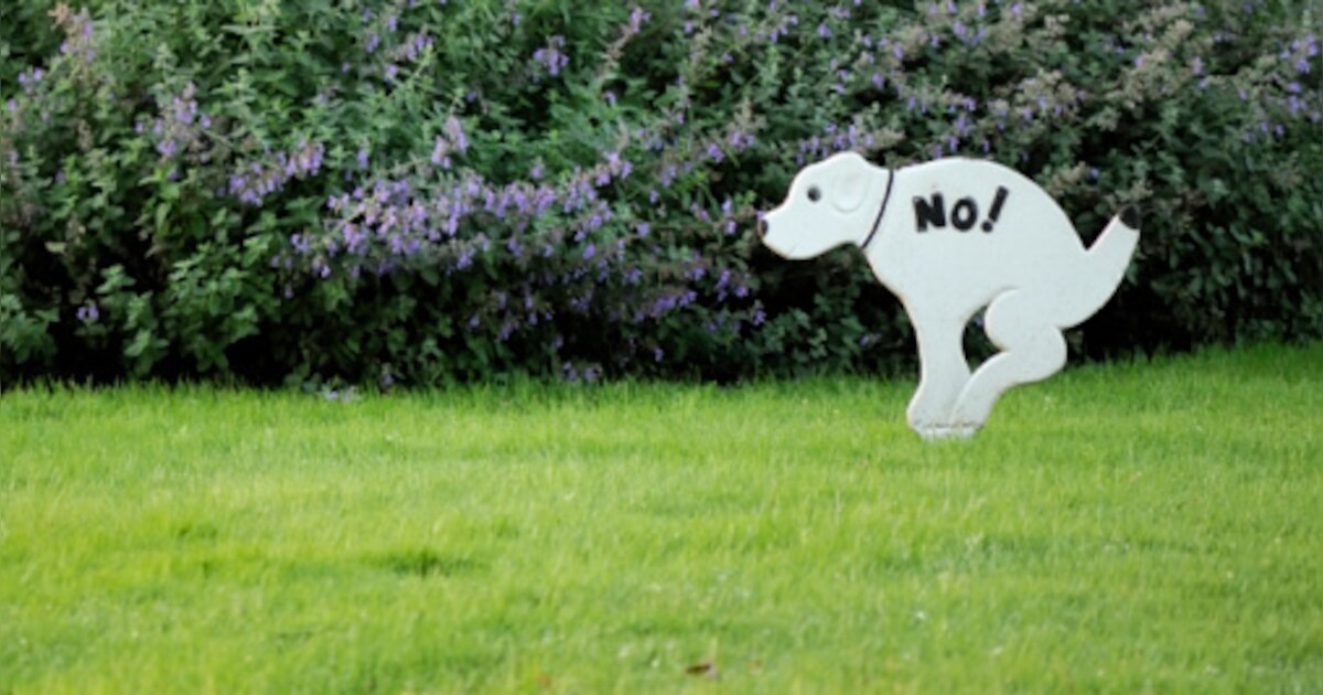 Amerikaanse buren vuren op elkaar wegens poepende hond | Bizar | HLN.be