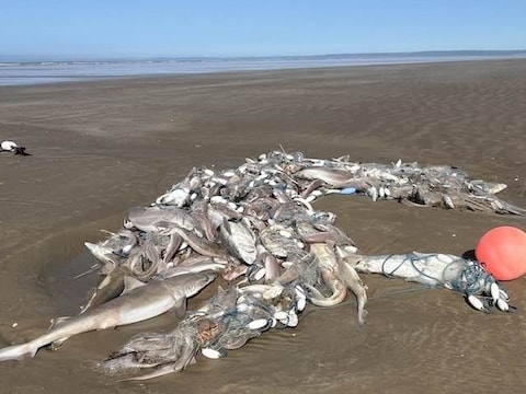 “Vreselijk om te zien”: honderden dode haaien aangespoeld op strand in ...