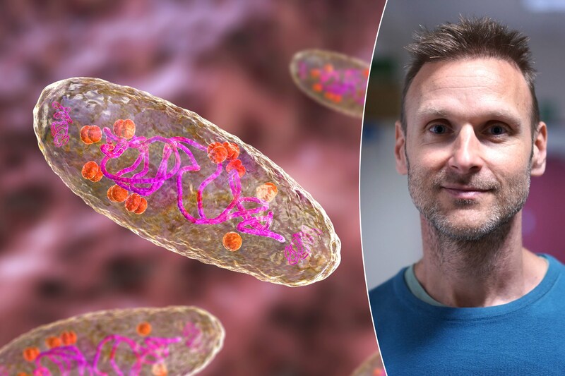 Wat is de pest? En kan je het in België oplopen? | Gezondheid | HLN.be