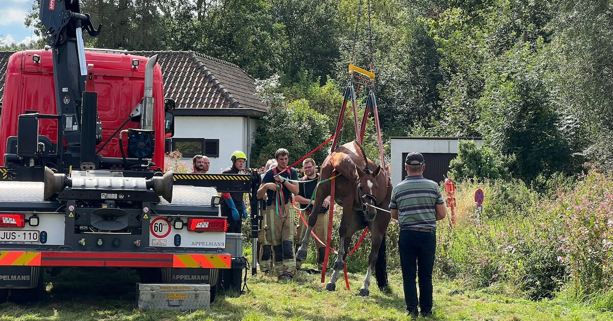 Brandweer moet koetspaard uit gracht bevrijden in Aaigem | Erpe-Mere | HLN.be