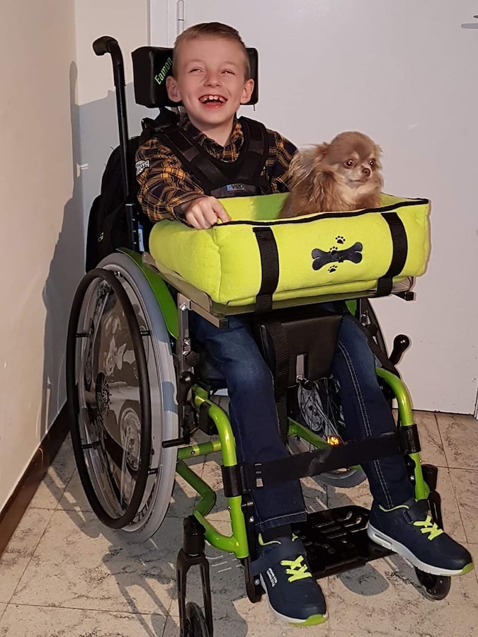 Vzw zamelt geld in voor operatie van chihuahua van jongetje met ...