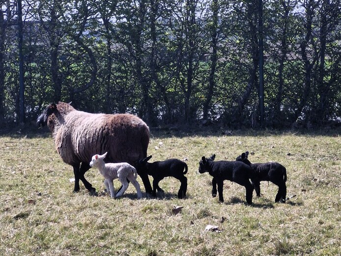 Schaap krijgt gezonde vierling in Lendelede: “In dertig jaar nog nooit ...