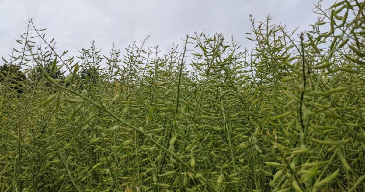 Praktijkpunt Landbouw onderzoekt teelt mosterdzaad in eigen regio als ...