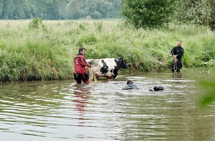 De koe bij de horens vatten: brandweer redt koe die in vaart van Bourgoyen sukkelt | Gent | hln.be