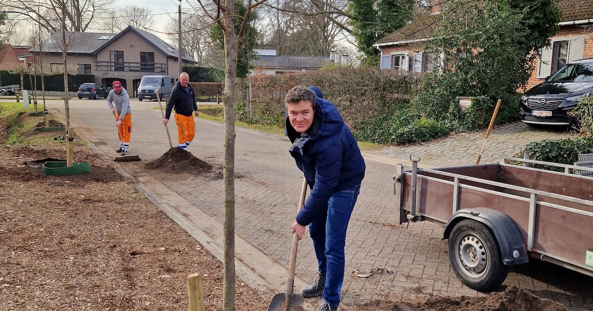 Gemeente Brecht plantte dit seizoen al 250 laanbomen: | Regio | HLN.be