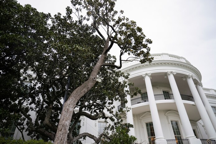 Trump plant een “MAGAnolia” na het kappen van de oudste boom in het ...