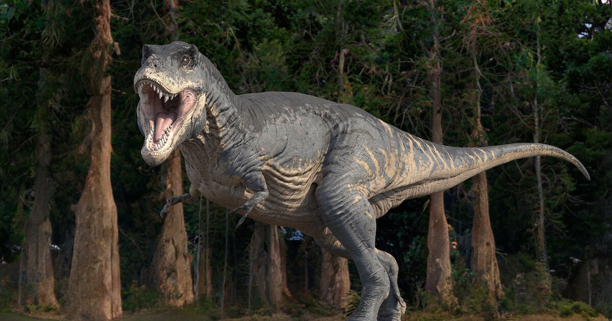 Langdurig misverstand rond tyrannosaurus rex opgelost: “Decennialang ...