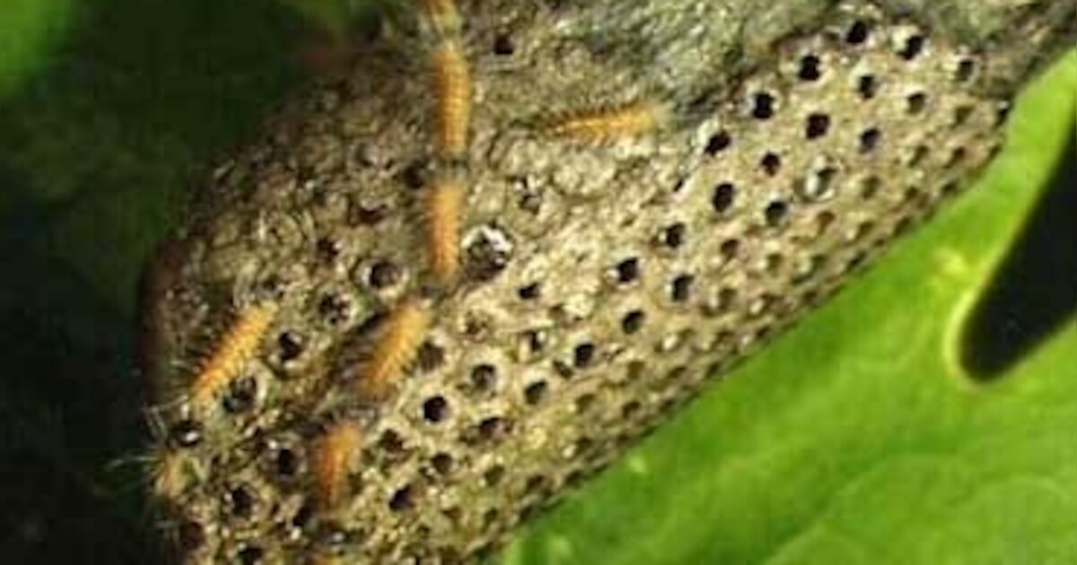 Processierups onder controle | Binnenland | hln.be