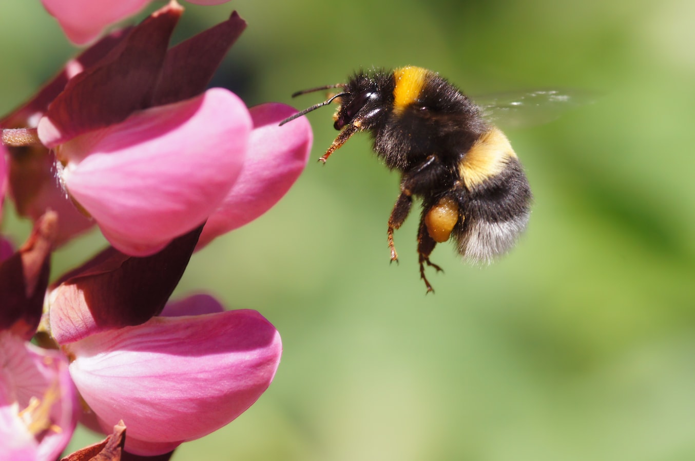 De Gouden Tuin beloont mooiste voor- en geveltuinen | Foto | hln.be