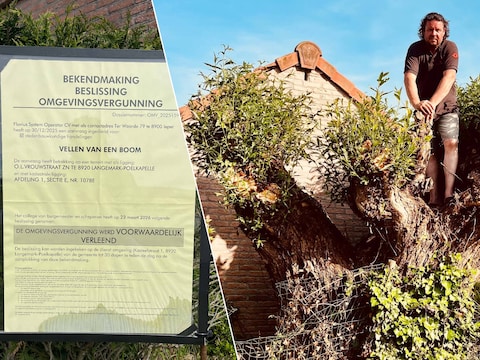 Boom vlak naast stroomcabine moet verdwijnen: kunstenaar die hem net ...