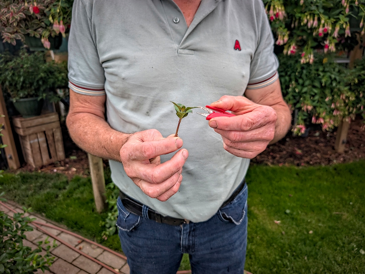 “Vakantie plannen we in november, voor de bloemen”: in de tuin van Yves ...