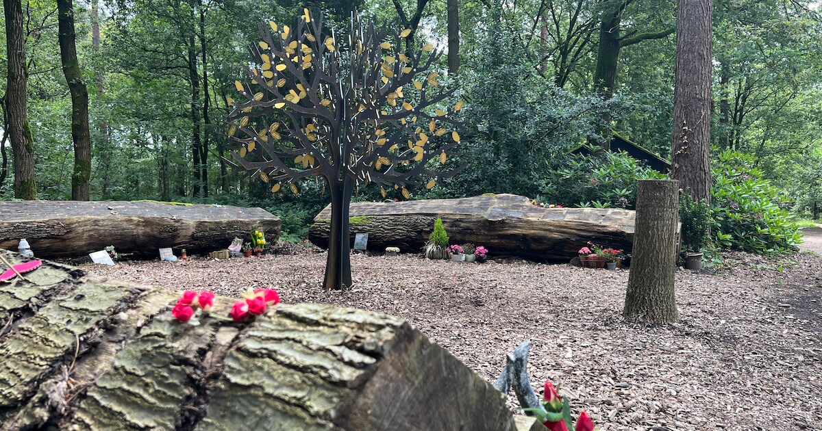 Hamont-Achel is een herinneringsboom rijker: “Die past perfect bij een ...