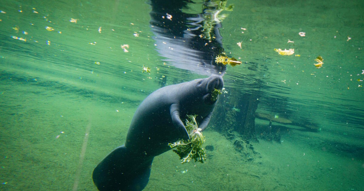 Project om zeekoeien in Florida te redden werkt: wetenschappers gooien ...