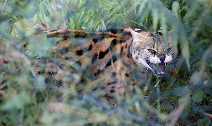 "Grote, agressieve kat" veroorzaakt paniek in Komen en blijkt Afrikaanse serval te zijn | Dieren ...