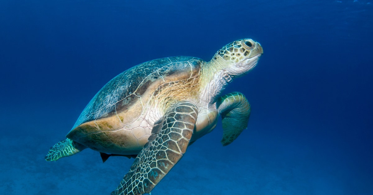 Peking beweert dat “spionageschildpadden en -vissen” de Chinese wateren ...
