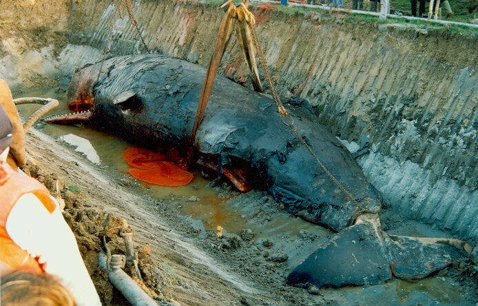 Potvis Valentijn ondergaat kuur in rottingsvat | Binnenland | hln.be