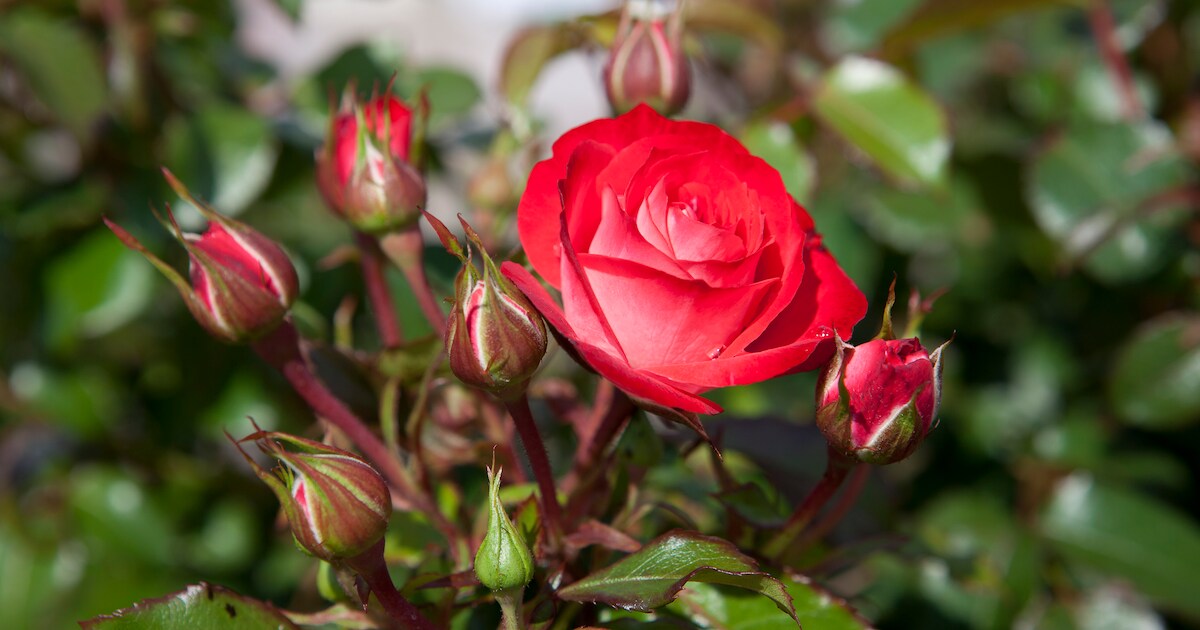 Dag van de Landbouw: Rozenkwekerij Van Sante Carl | Wetteren | HLN.be