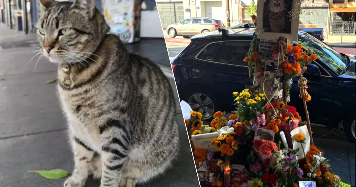 Robotaxi rijdt populaire kat KitKat dood in San Francisco en mensen ...