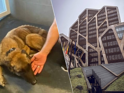 Herdershond Maya overleed in asiel, vandaag stond baasje terecht wegens ...