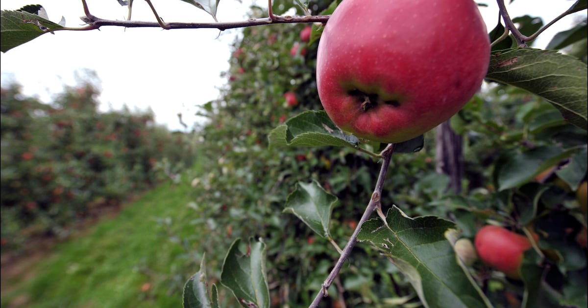 2021 was toch een goed jaar voor de fruitveiling in Borgloon | Regio ...