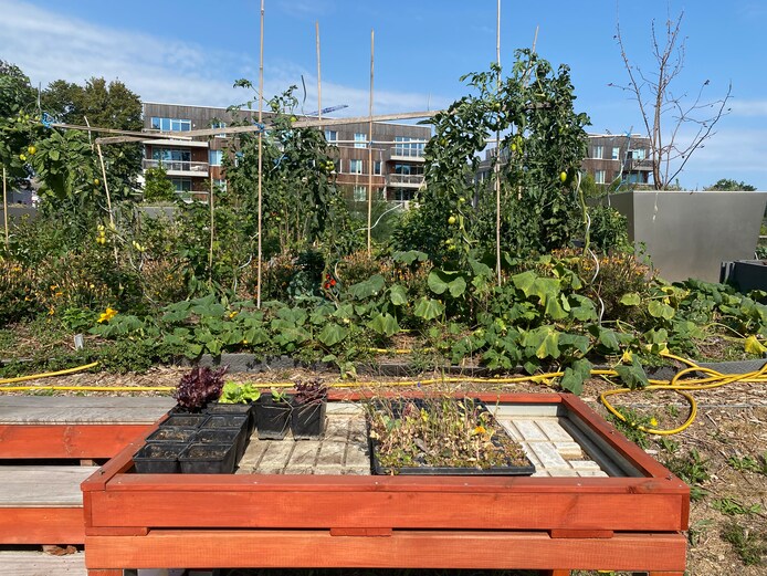 Buurtbewoners maken gedeelde moestuin toegankelijk voor ...