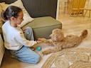 Goldendoodle Picon van basisschool in Dentergem is tegelijk huisdier ...