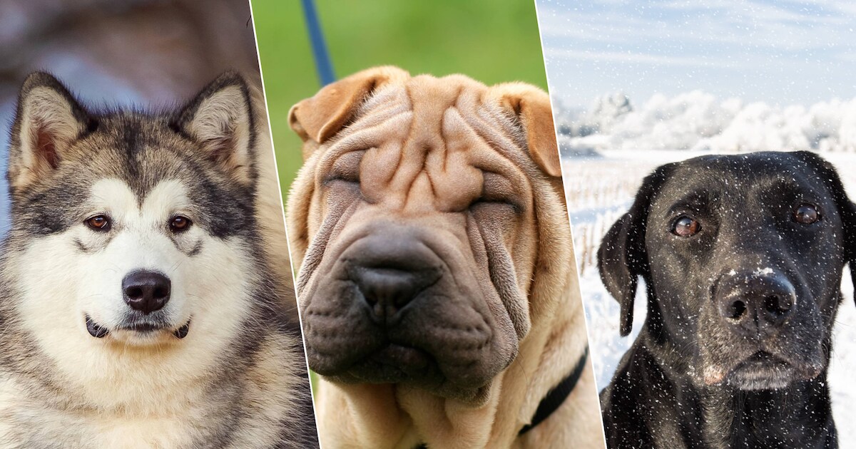 Vrouw stuurt DNA naar hondenlabo en blijkt 25 procent labrador te zijn ...