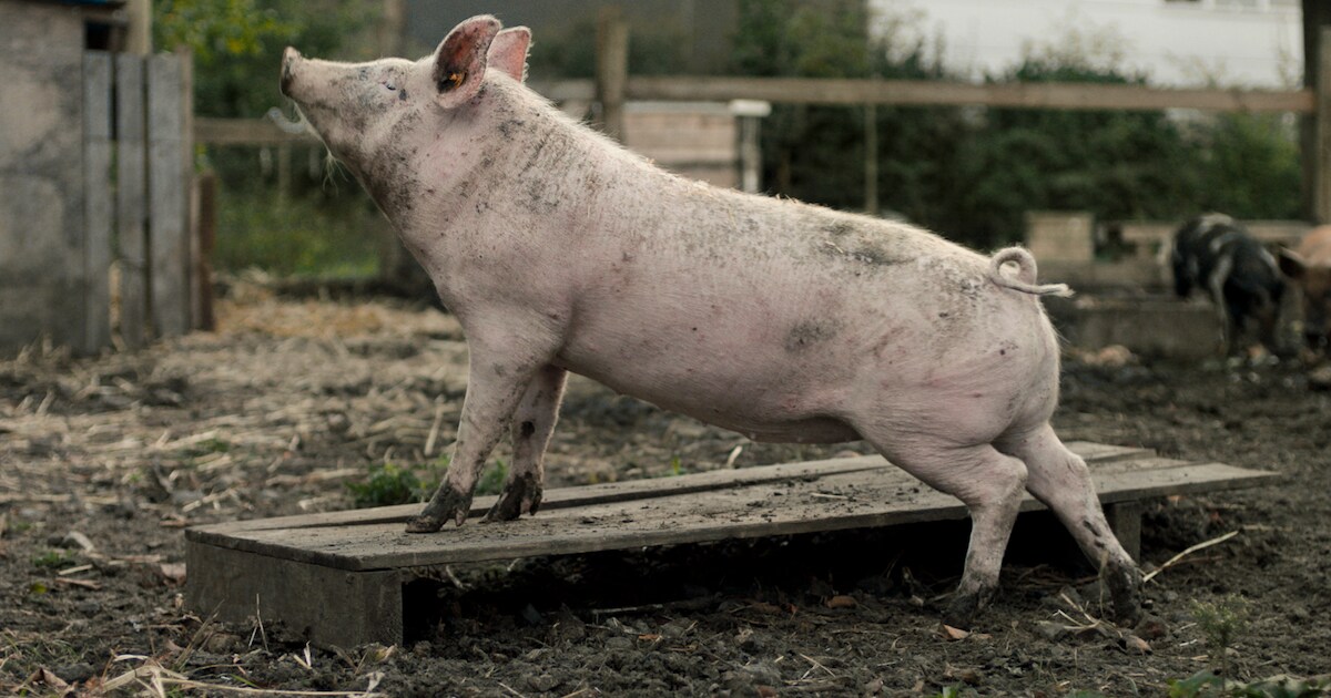 Documentaire ‘New Pigs on the Block’ te zien in Malle in kader van Food ...