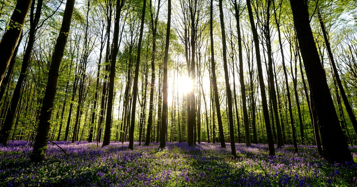 Studie: “Dosis natuur van twee uur per week geeft enorme boost aan onze ...