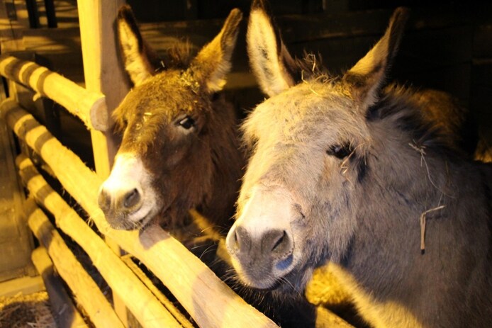 Opnieuw levensechte ezels in kerststal: Quinze, Liz en Oscar vertrekken ...