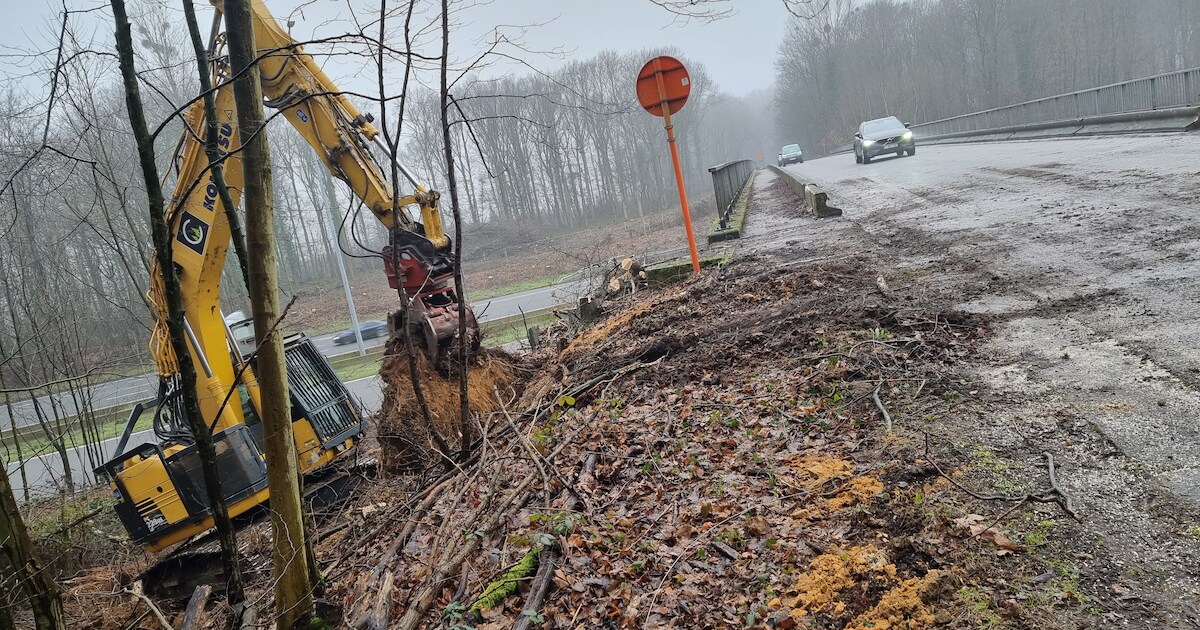 60 jaar nadat snelweg Hallerbos doorkliefde steken dieren binnenkort ...