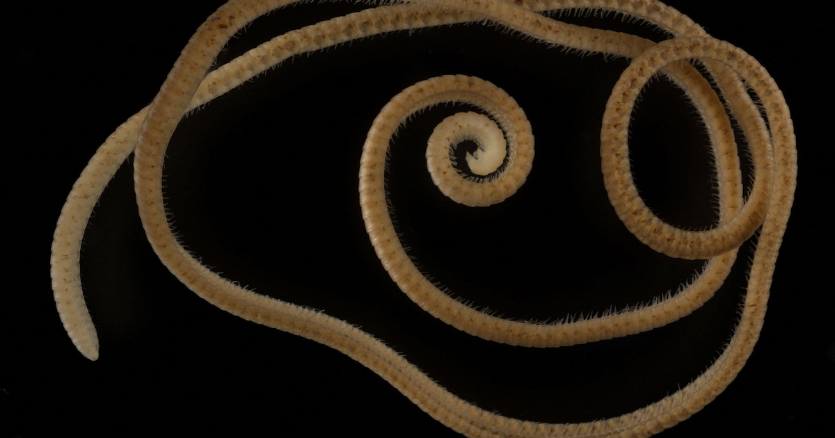 Maak kennis met ‘s werelds eerste échte duizendpoot: nieuwe soort ...