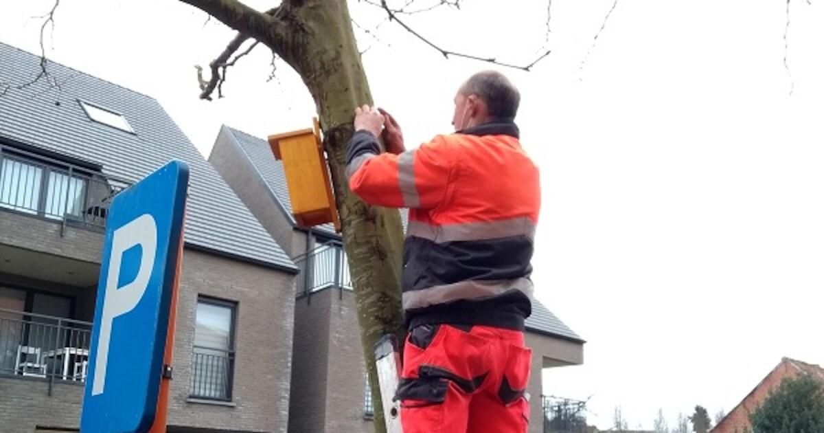 Negentig nestkastjes in strijd tegen processierups | Regio | HLN.be