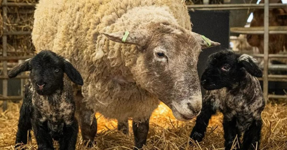 “Eenzaamste schaap” Fiona bevalt van twee snoezige lammetjes | Bizar ...