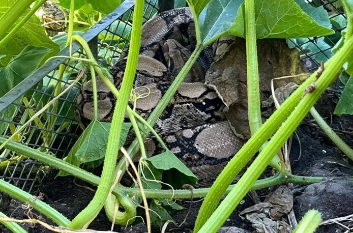 Boa constrictor van 2,5 meter duikt op in composthoop in Duitse tuin | Home | hln.be